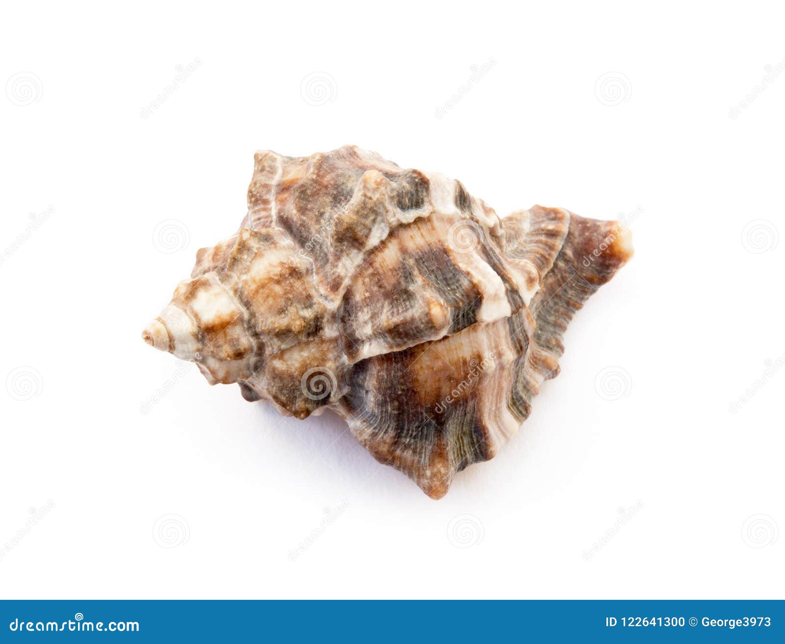 Exotic sea shells stock photo. Image of object, background - 122641300