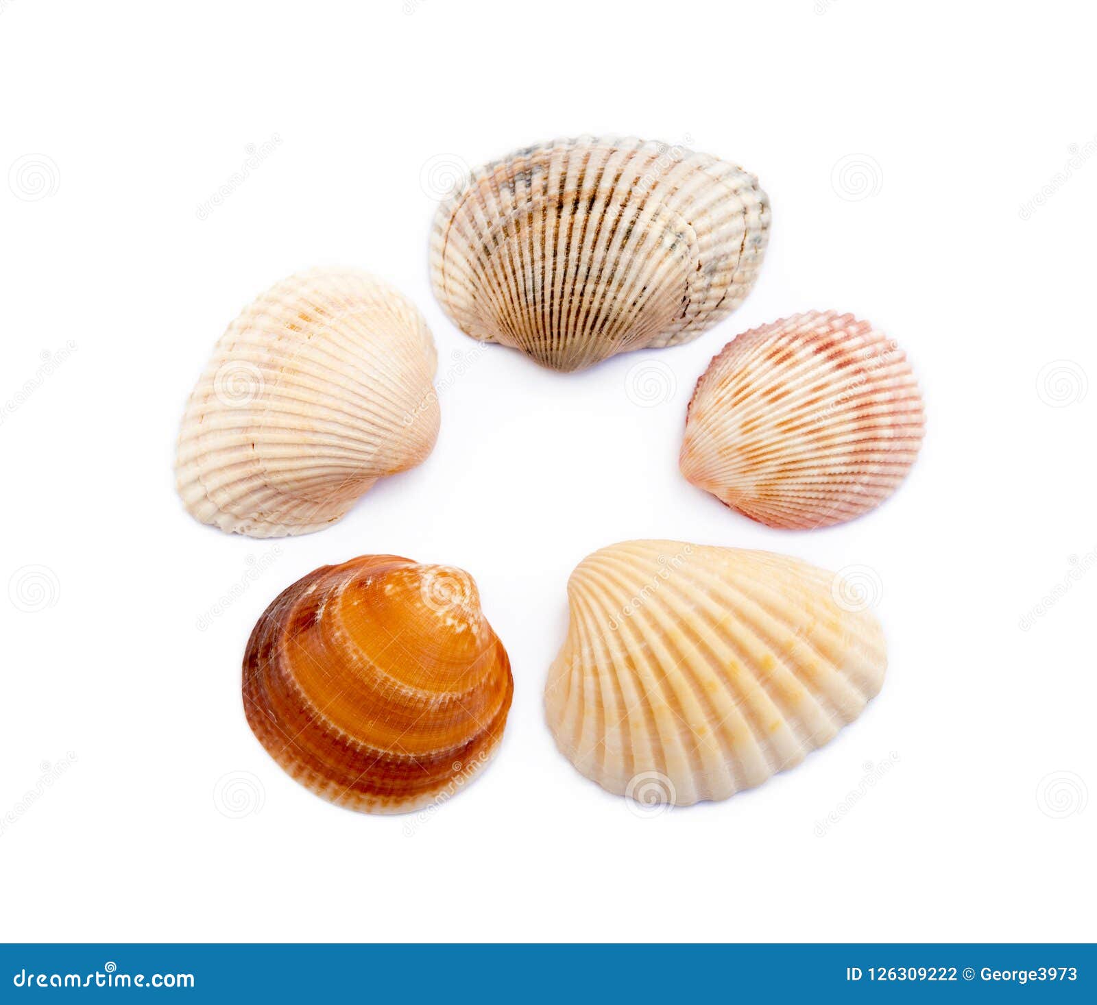 Exotic sea shells stock photo. Image of closeup, marine - 126309222