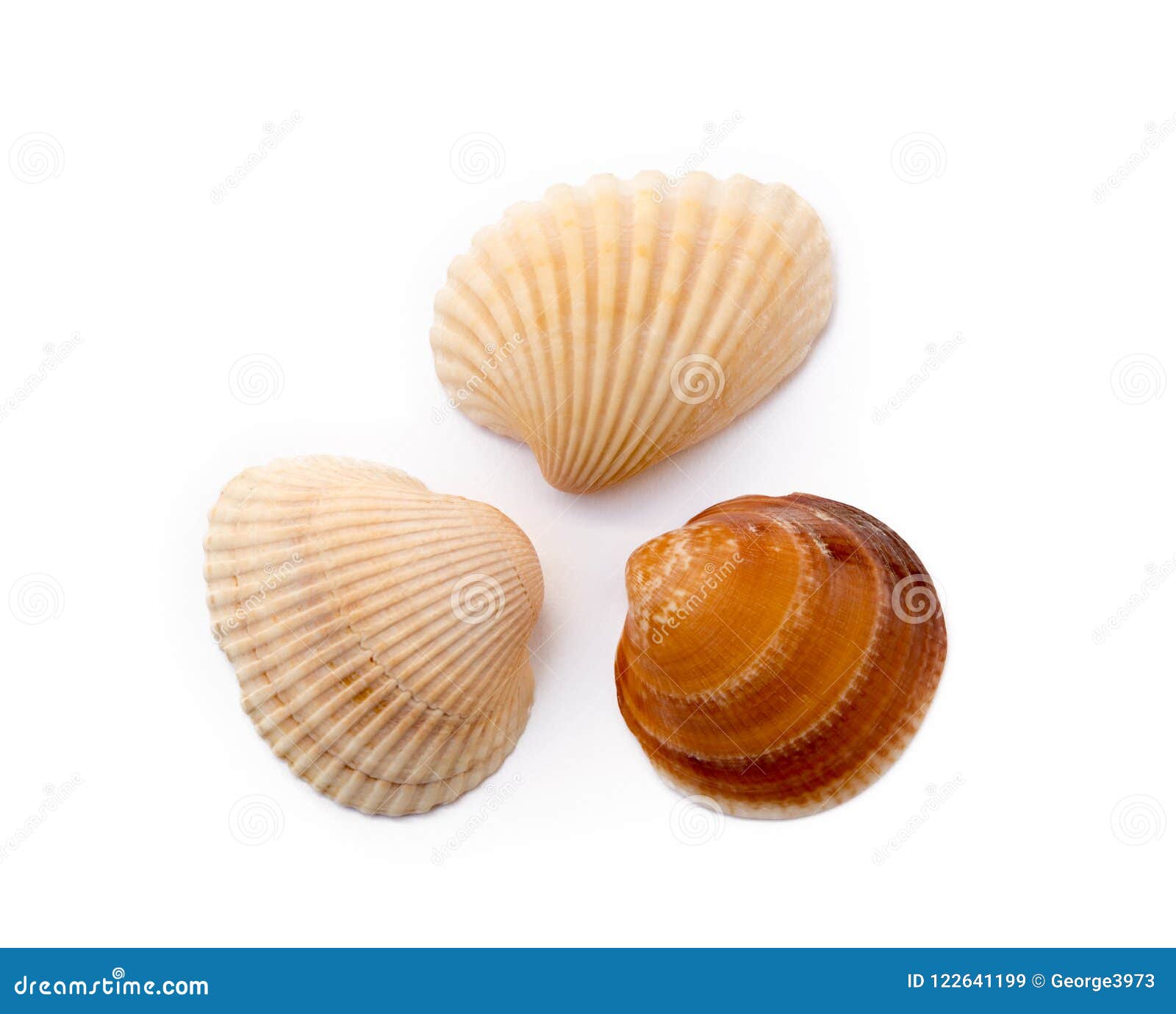 Exotic sea shells stock image. Image of mollusk, holiday - 122641199
