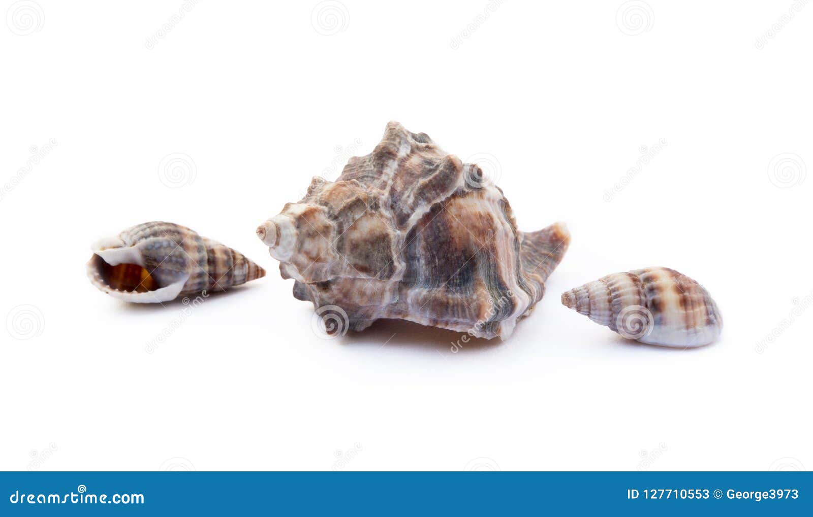 Exotic sea shells stock image. Image of holiday, macro - 127710553