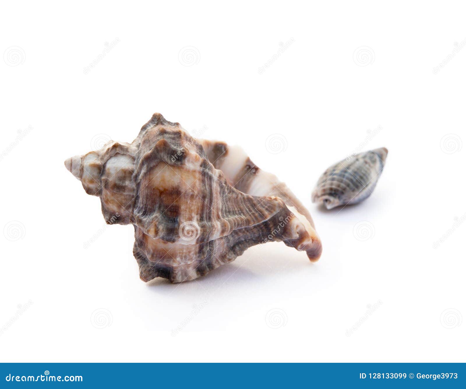 Exotic sea shells stock image. Image of conch, life - 128133099