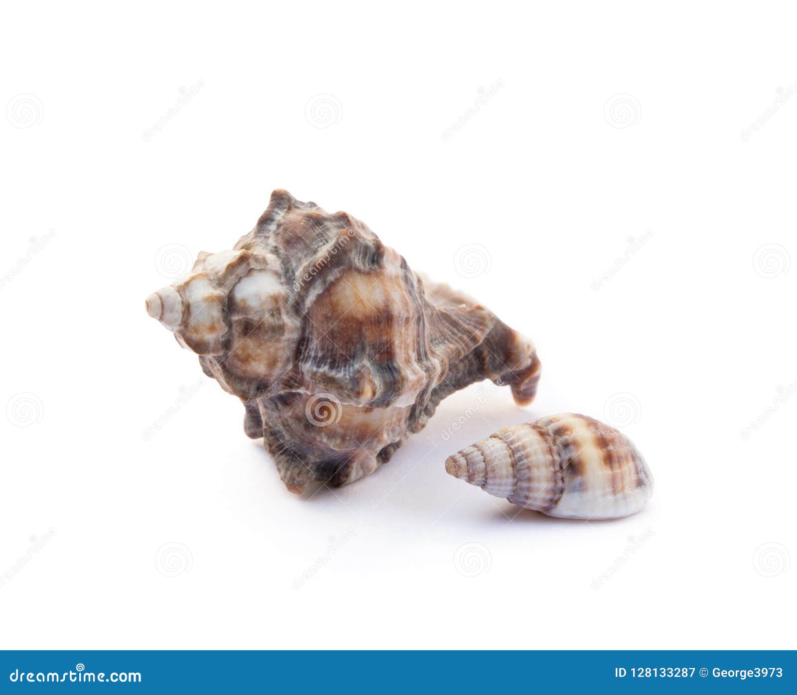 Exotic sea shells stock image. Image of mussels, natural - 128133287