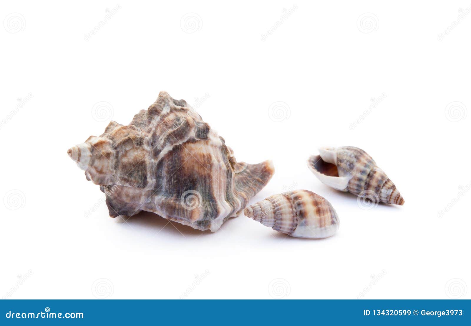 Exotic sea shells stock image. Image of beauty, natural - 134320599