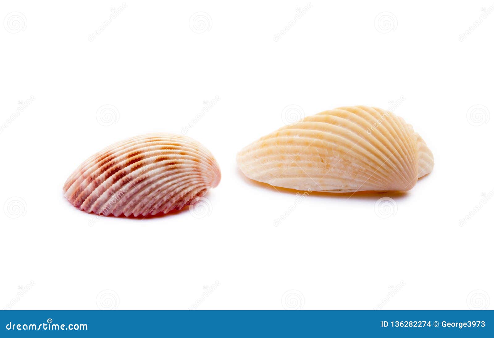 Exotic sea shells stock photo. Image of shell, natural - 136282274