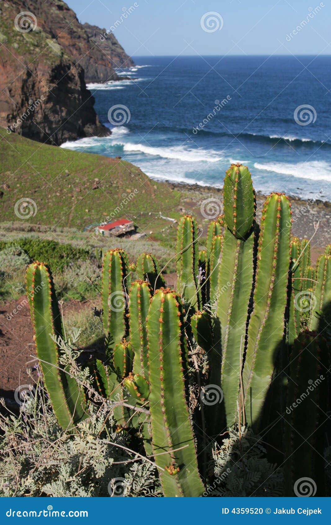 Exotic sea shore stock photo. Image of beach, cactus, outdoor - 4359520