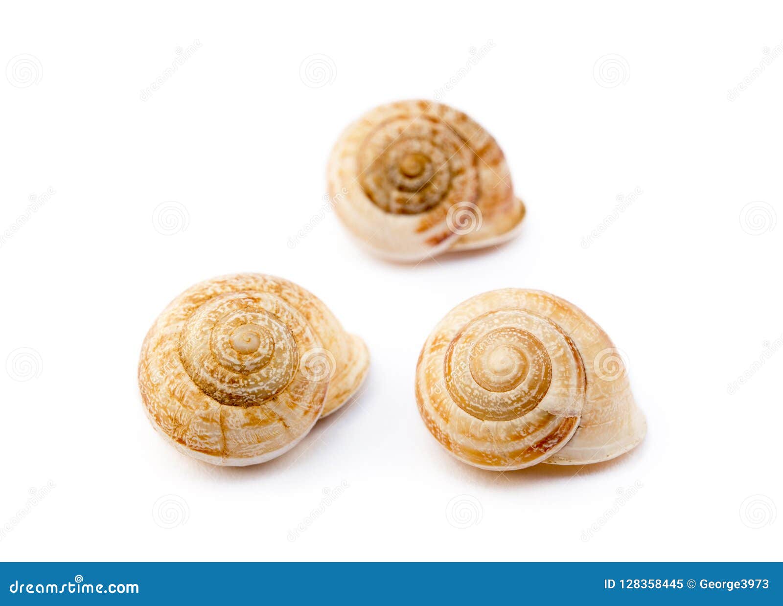 Exotic sea shells stock image. Image of aquatic, shell - 128358445