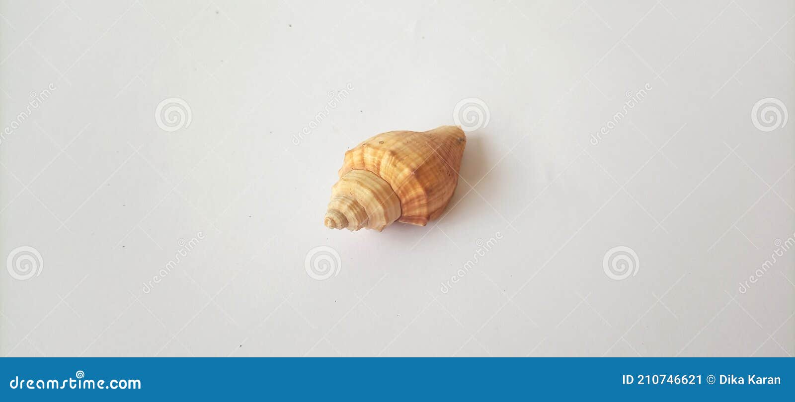 Exotic Sea Snails Shell on a White Background Stock Image - Image of ...