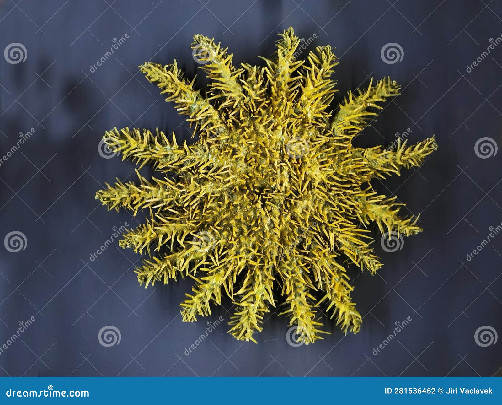 Exotic sea star stock photo. Image of starfish, star - 281536462