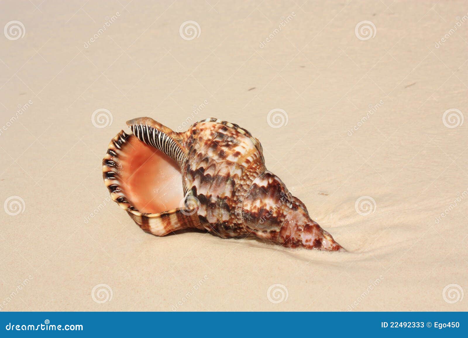 Exotic seashell stock image. Image of caribbean, romantic - 22492333