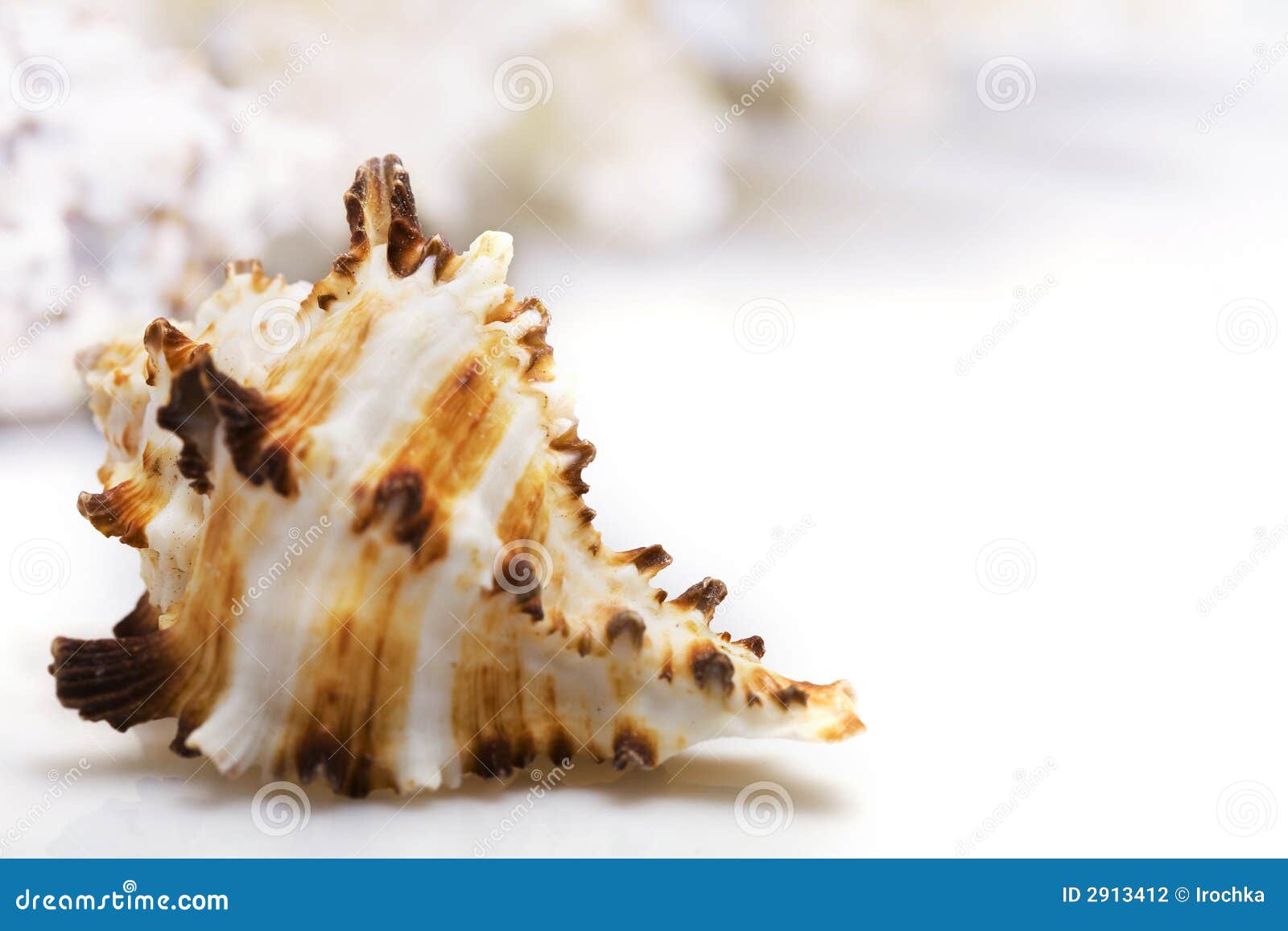 Exotic seashell stock photo. Image of exotic, still, shape - 2913412