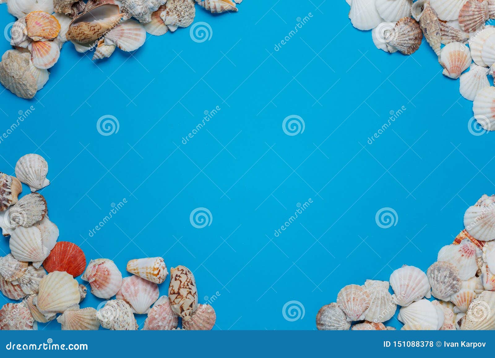 Exotic Seashell Decorative Composition Flat Lay Stock Photo - Image of ...
