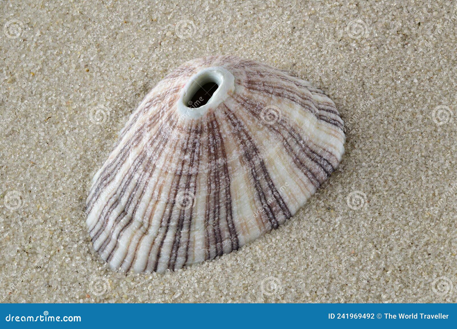 Exotic Seashell on Sand Background Stock Photo - Image of animal, conch ...