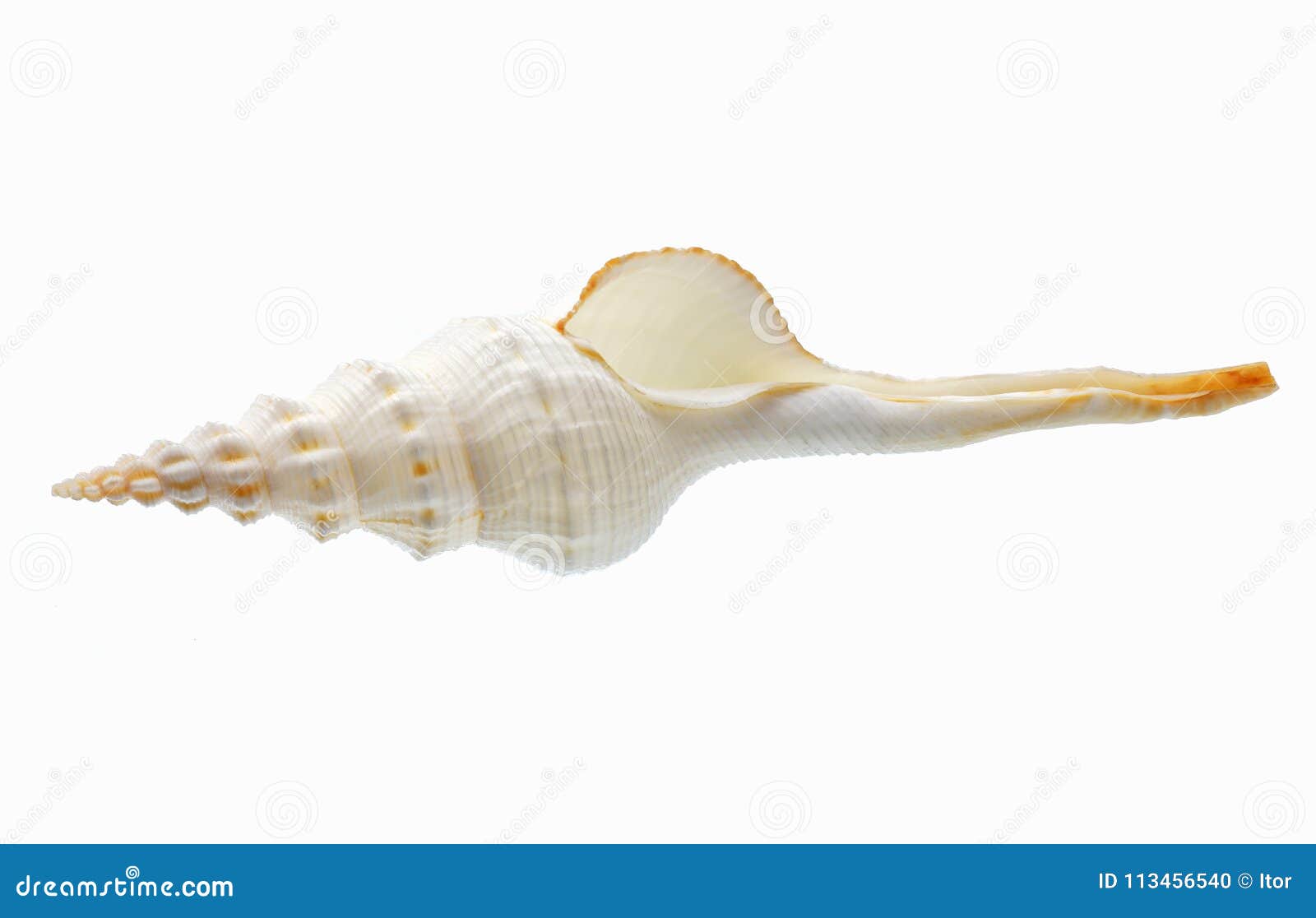 Seashell Isolated on White Background Stock Photo - Image of ...
