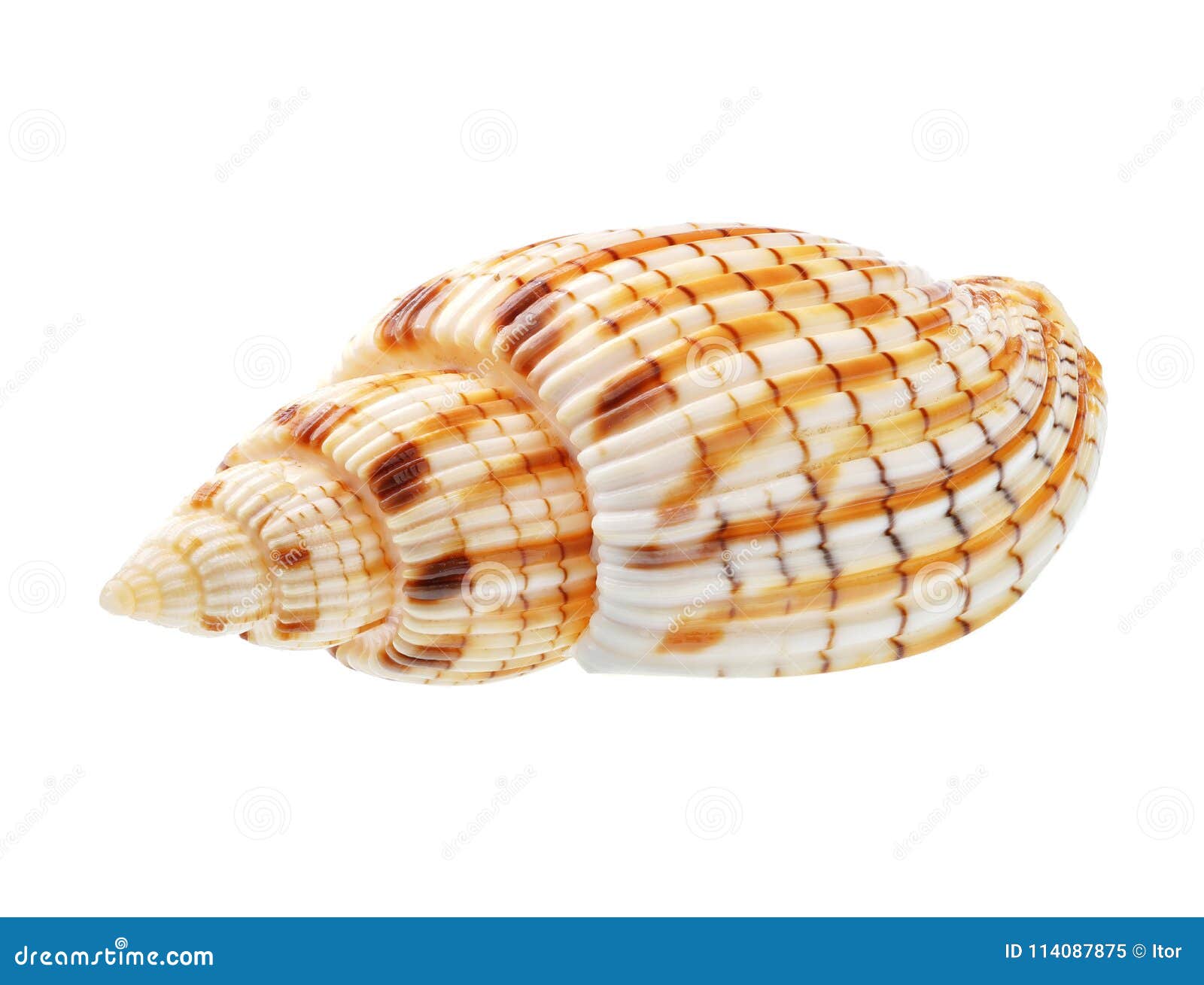 Seashell Isolated on White Background Stock Image - Image of ocean ...