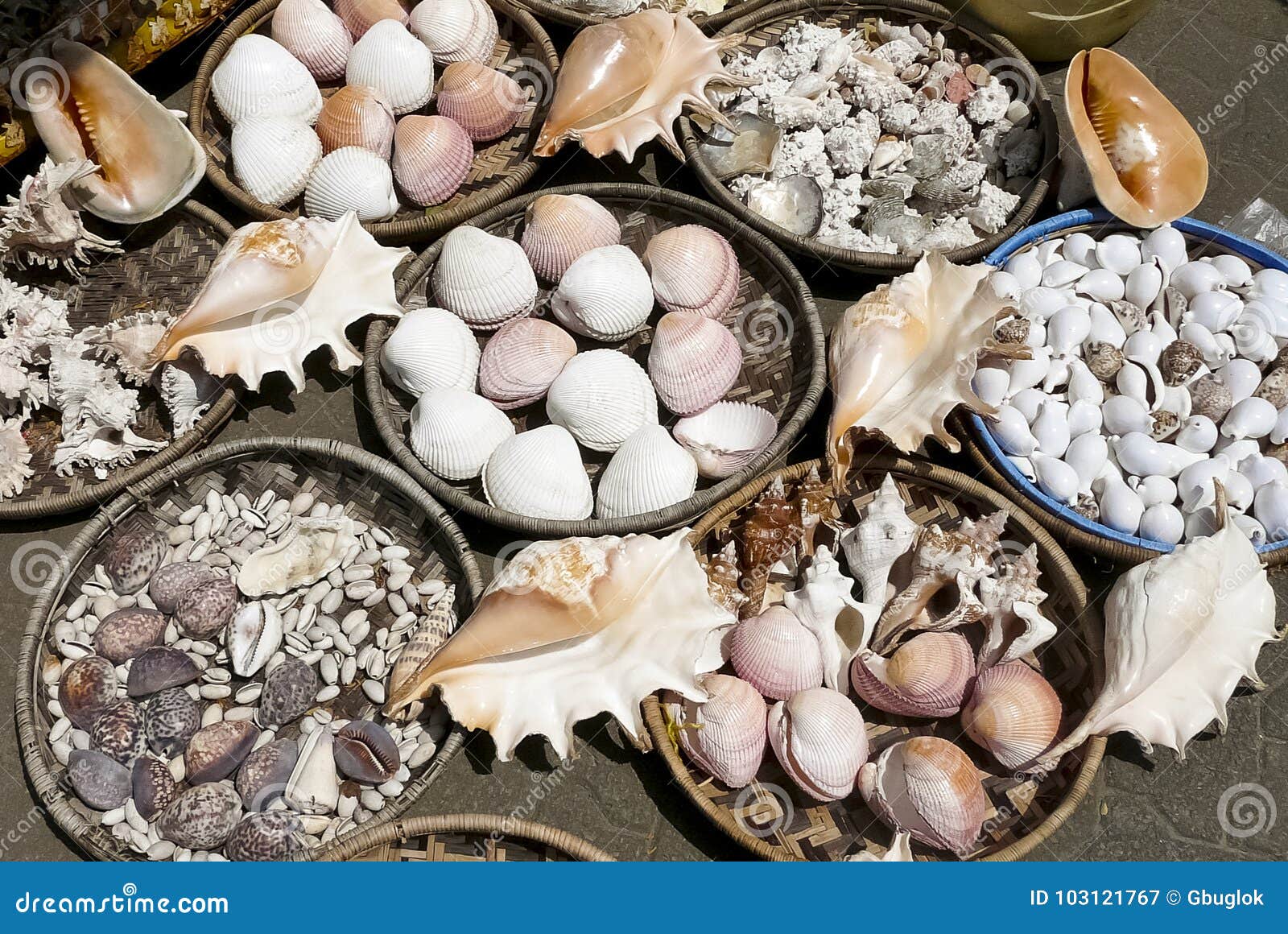 Exotic seashells stock image. Image of marine, travel - 103121767