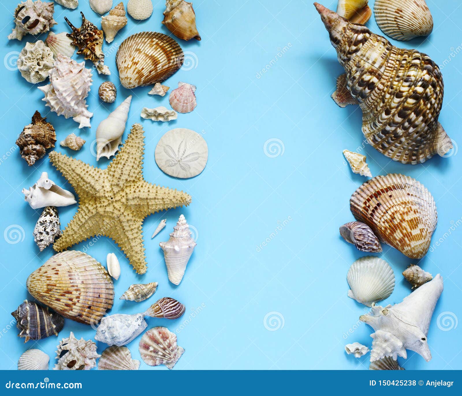 Exotic Seashells and Starfish Collection Flat Lay on a Blue Background ...
