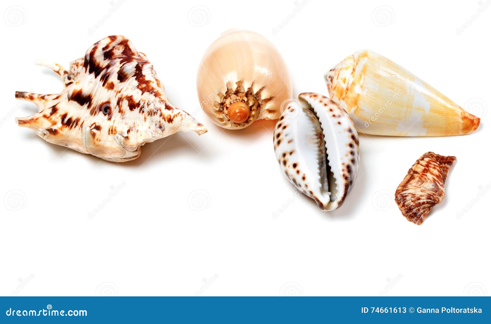Exotic seashells on white stock image. Image of lambis - 74661613