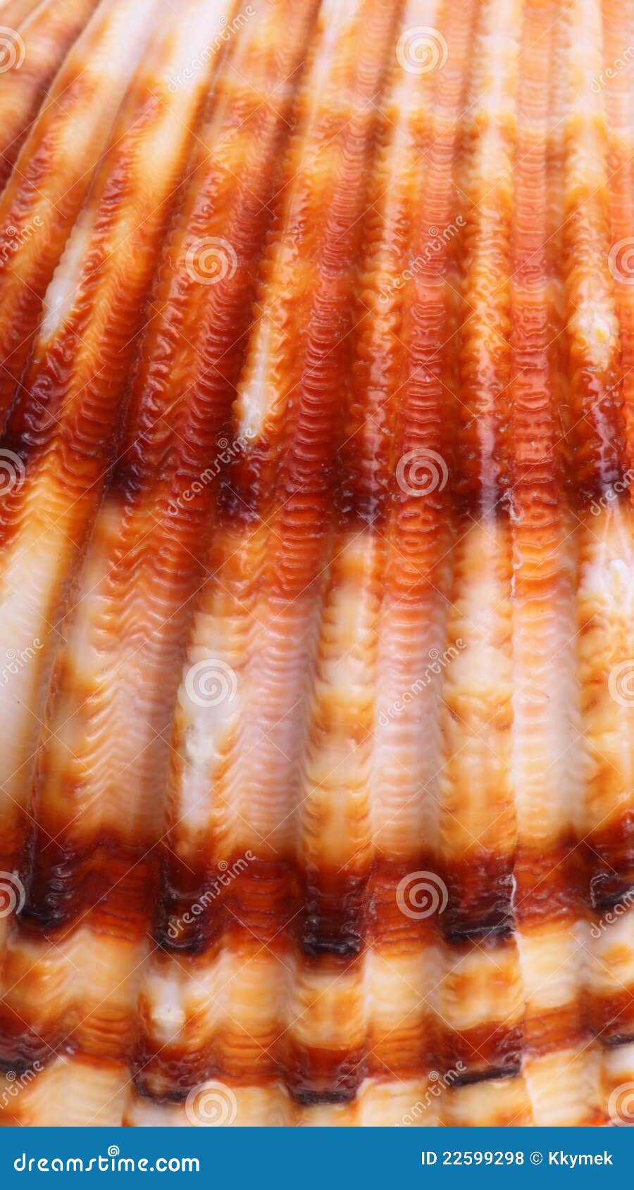 Exotic shell stock photo. Image of background, shell - 22599298