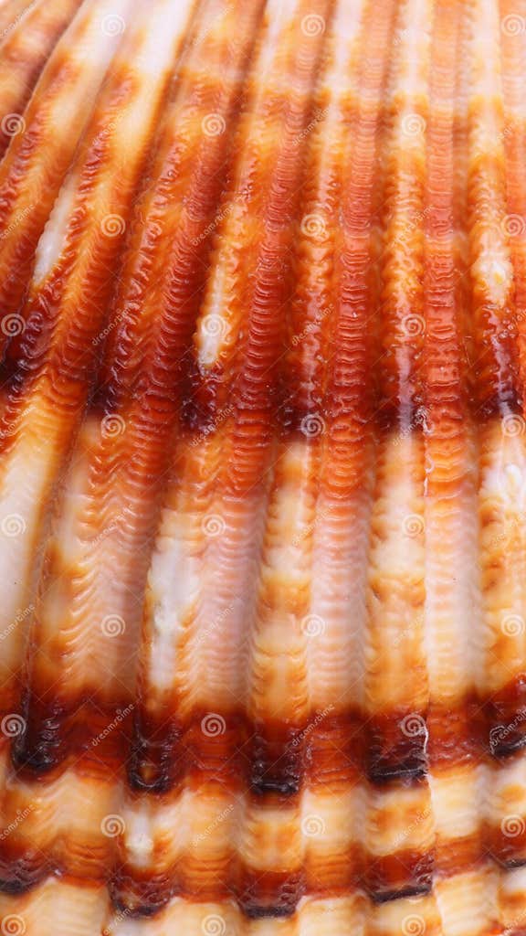 Exotic shell stock photo. Image of background, shell - 22599298