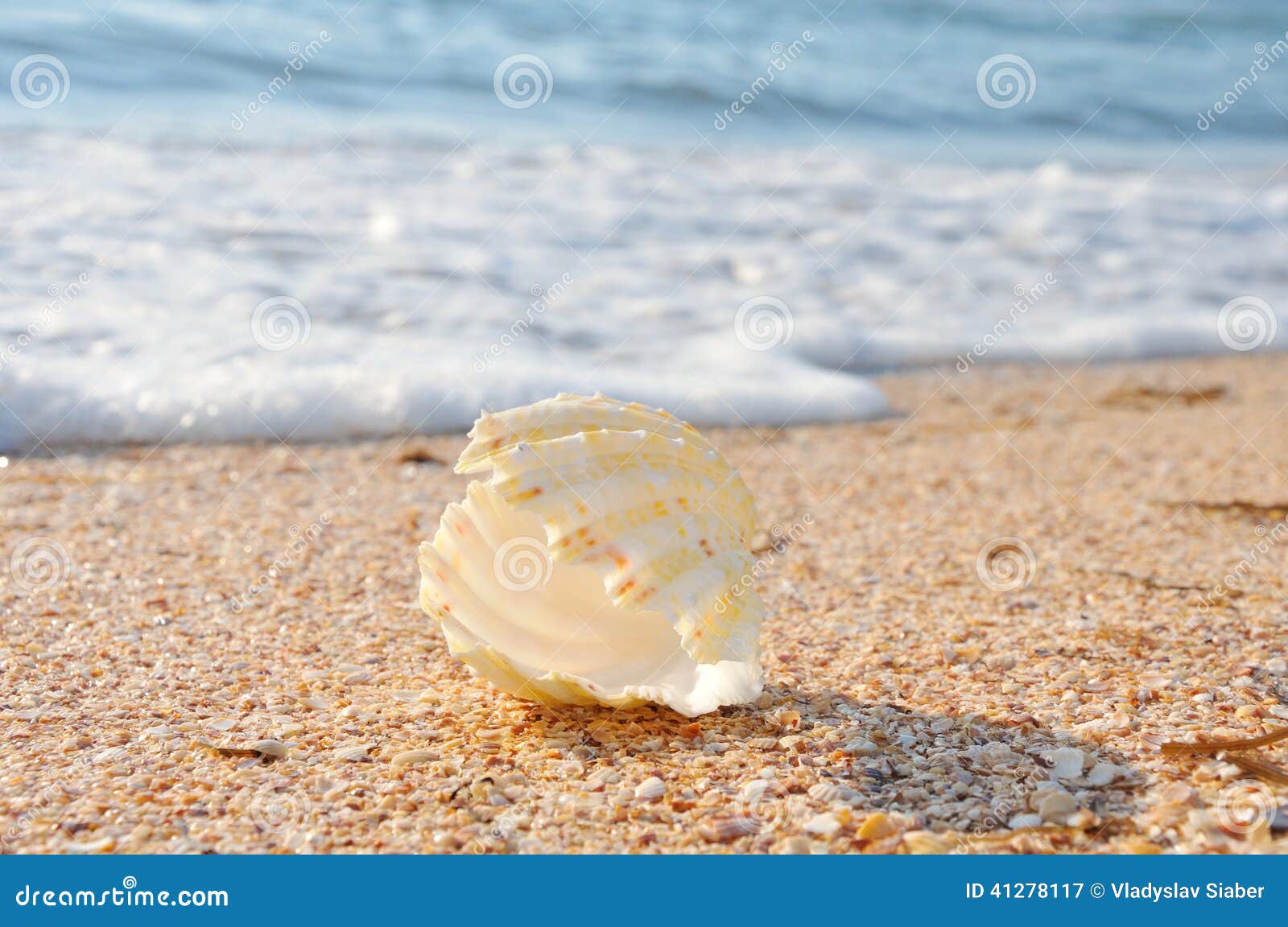 Exotic shell on the beach stock image. Image of mollusk - 41278117
