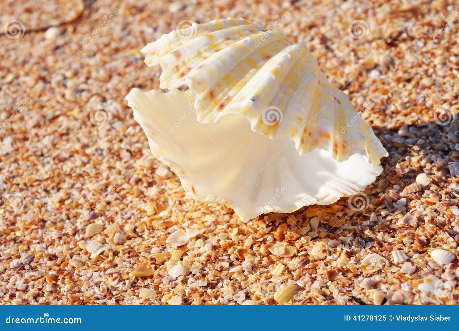 Exotic Shell On The Beach Stock Photo - Image: 41278125
