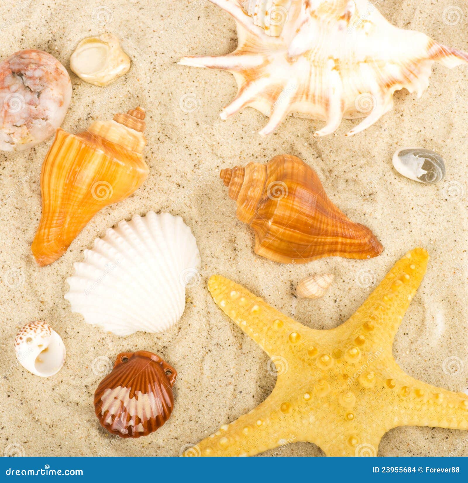Exotic Shell and Crystals on Sand Stock Photo - Image of background ...