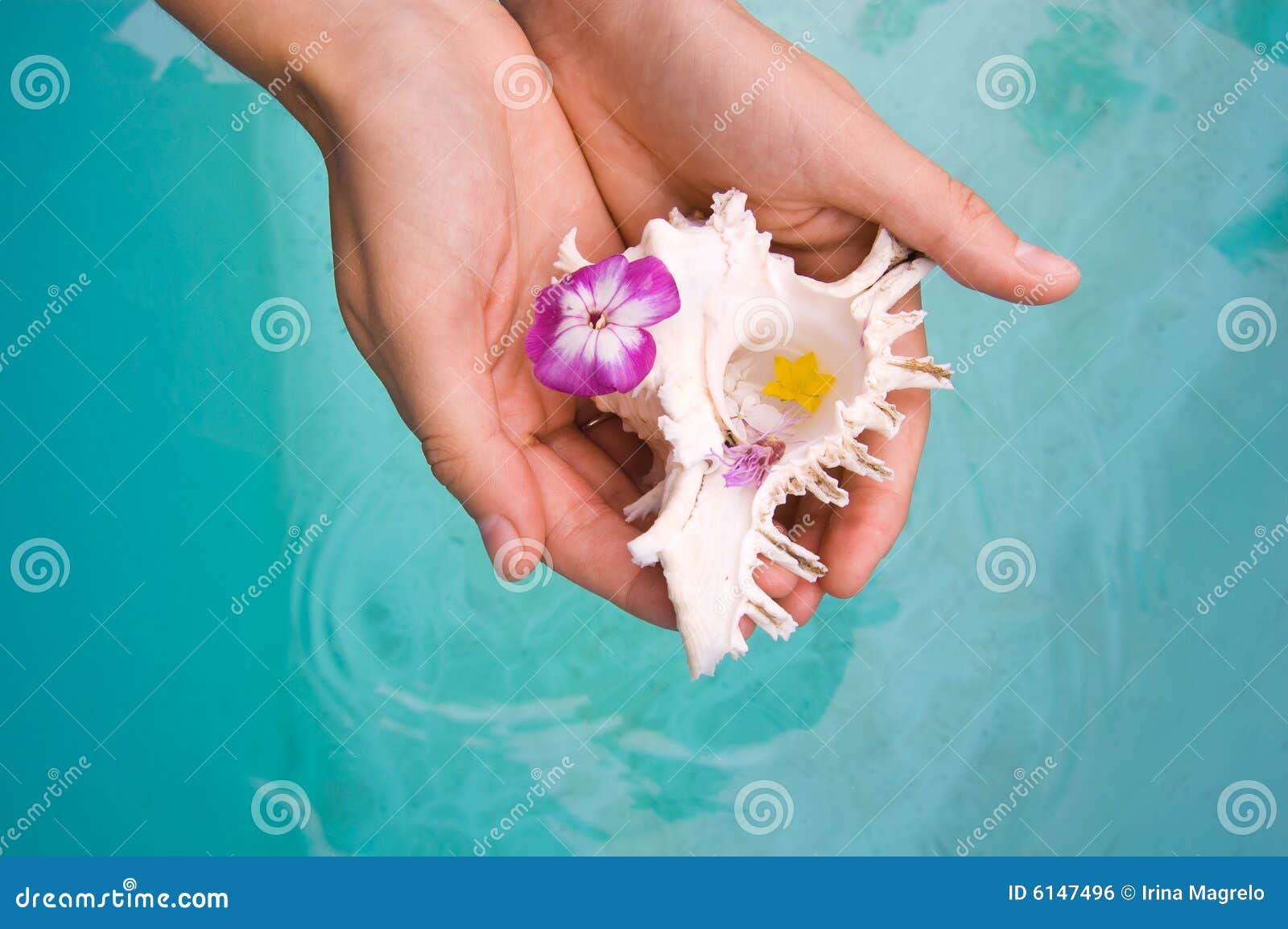 Exotic shell in hands stock photo. Image of relax, phlox - 6147496