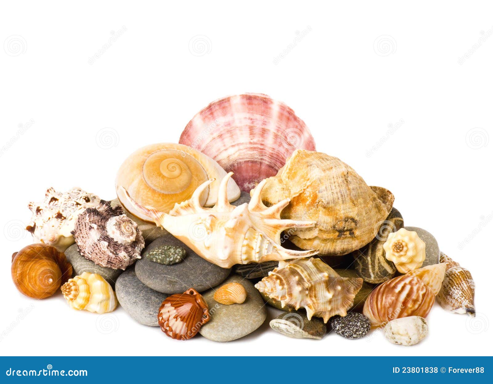 Exotic shell and stones stock photo. Image of detail - 23801838