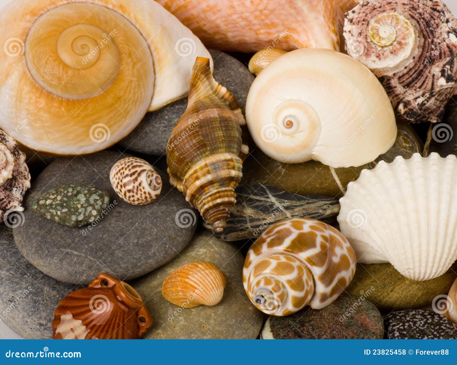 Exotic shell and stones stock photo. Image of round, bright - 23825458