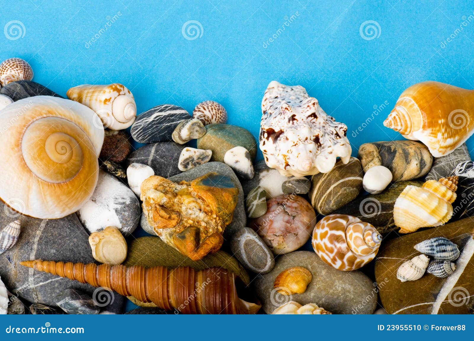 Exotic shell and stones stock photo. Image of relax, mineral - 23955510