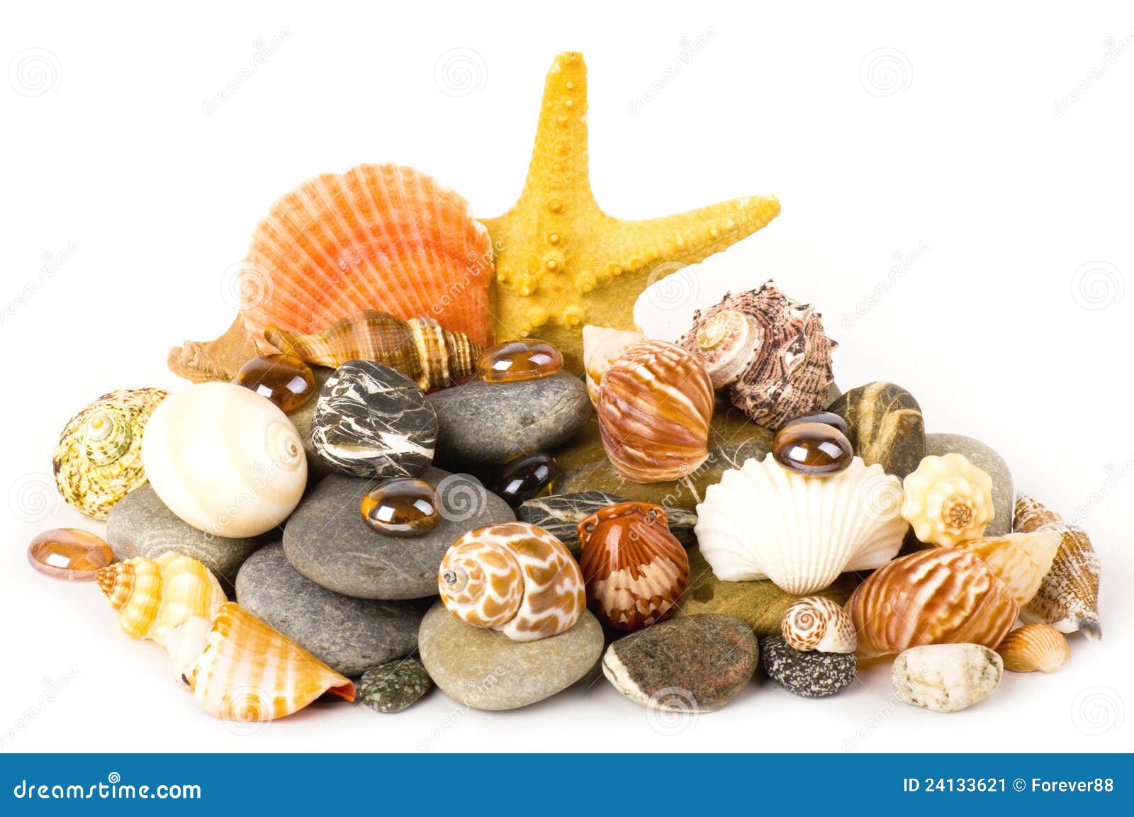 Exotic shell and stones stock image. Image of bright - 24133621