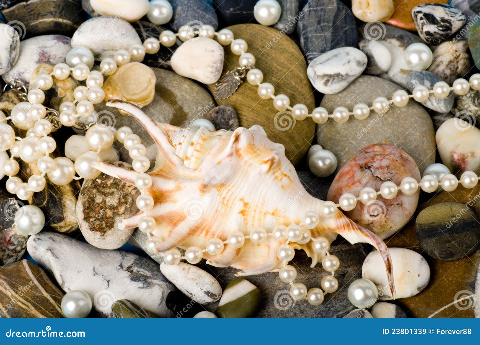 Exotic Shell and Stones, Pearls Stock Image - Image of crystal, detail ...