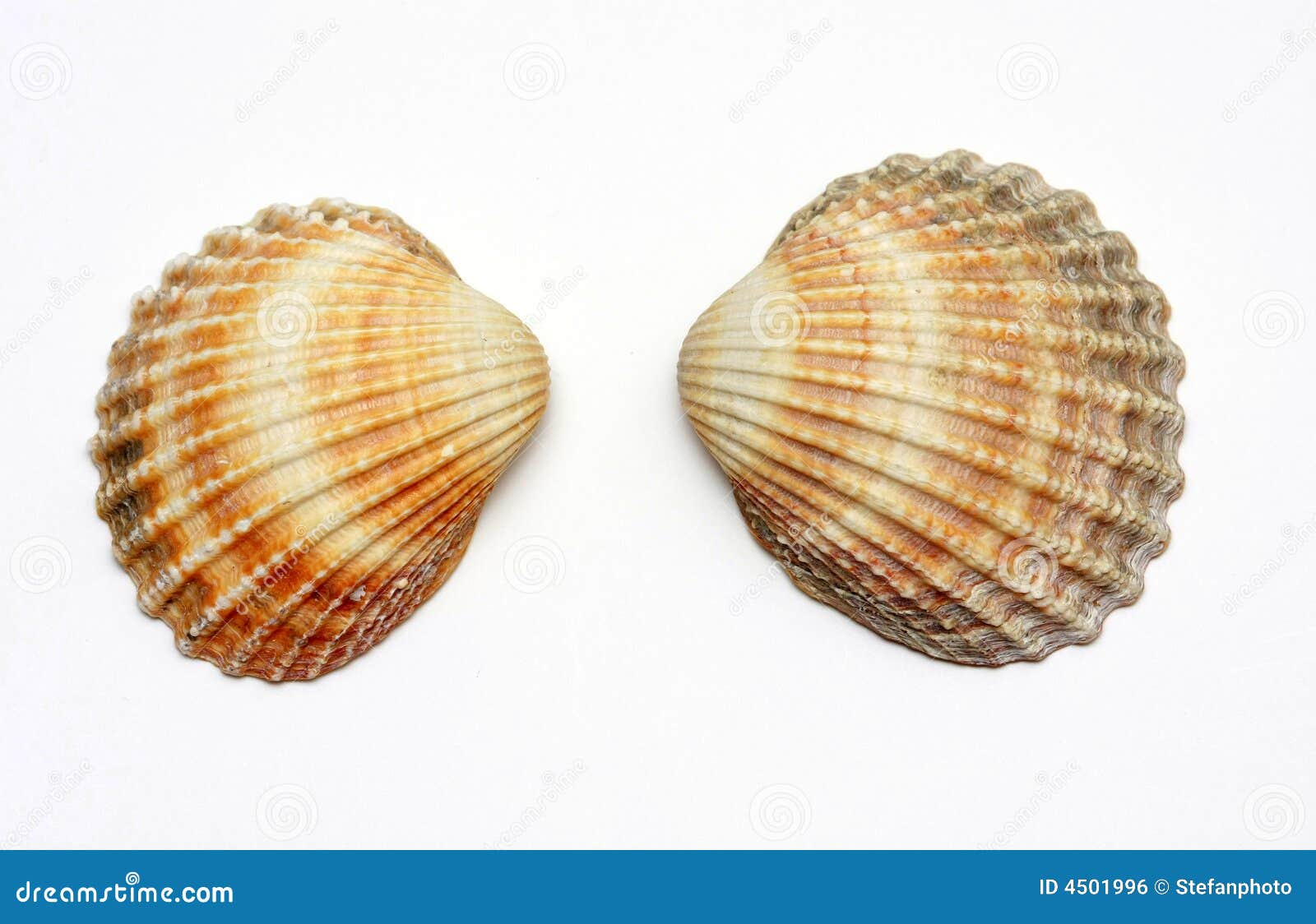 Exotic shells stock photo. Image of concept, exotic, close - 4501996