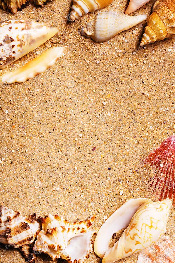 Exotic Shells stock photo. Image of detailed, nature, abstract - 8273982