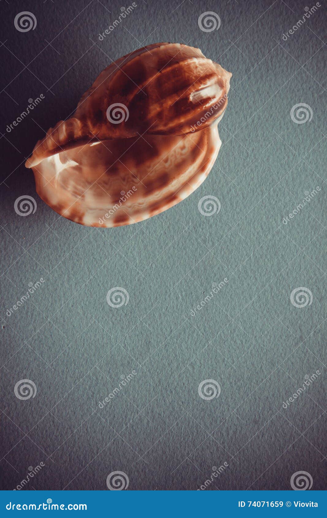 Exotic Shells on Blue Background Stock Image - Image of cockleshell ...