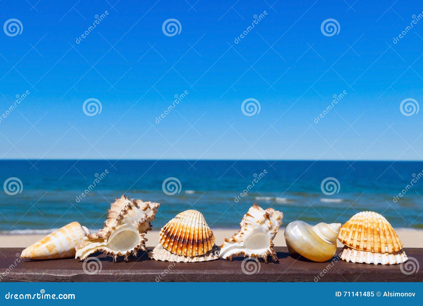 Exotic Shells on the Sea and Blue Sky Background. Stock Image - Image ...