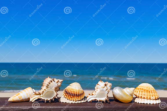 Exotic Shells on the Sea and Blue Sky Background. Stock Image - Image ...