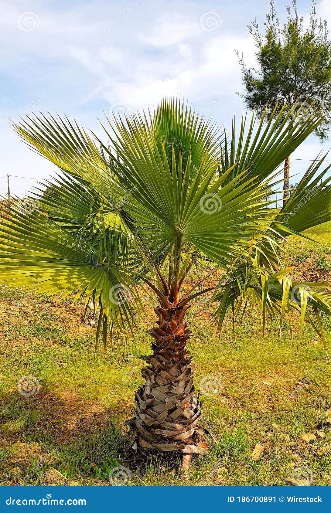 Exotic Short Palm Tree with Wide Leaves Under the Sky with Few Clouds ...