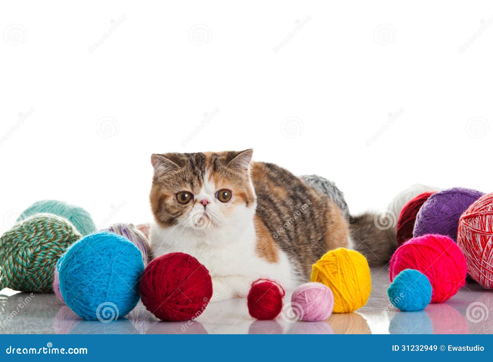 Exotic Shorthair Cat. Cat with Balls of Threads Stock Image - Image of ...