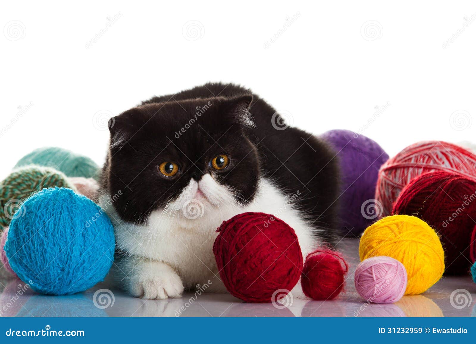 Exotic Shorthair Cat. Cat with Balls of Threads Stock Image - Image of ...