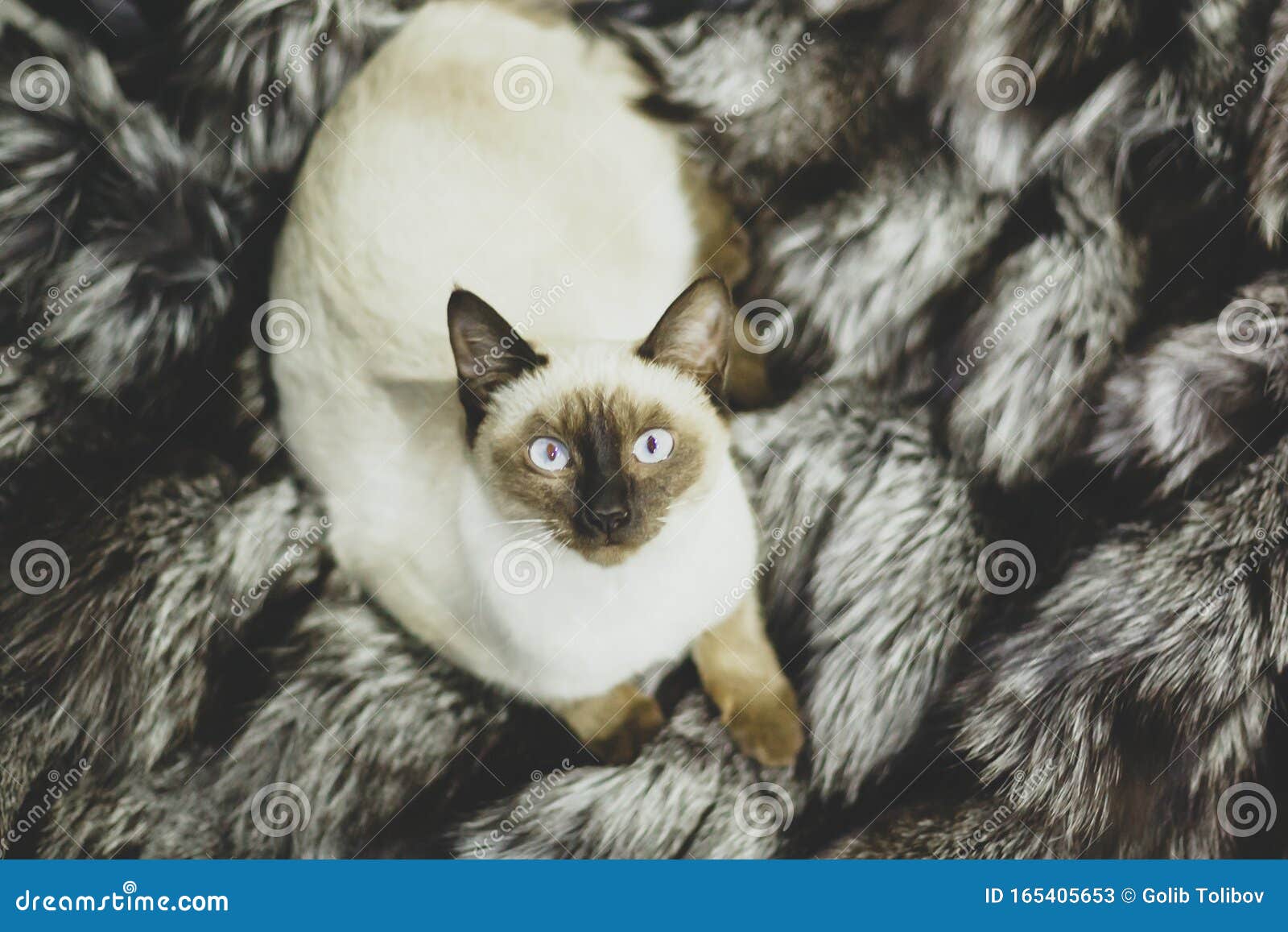 Exotic Siamese cat stock image. Image of gaze, couch - 165405653