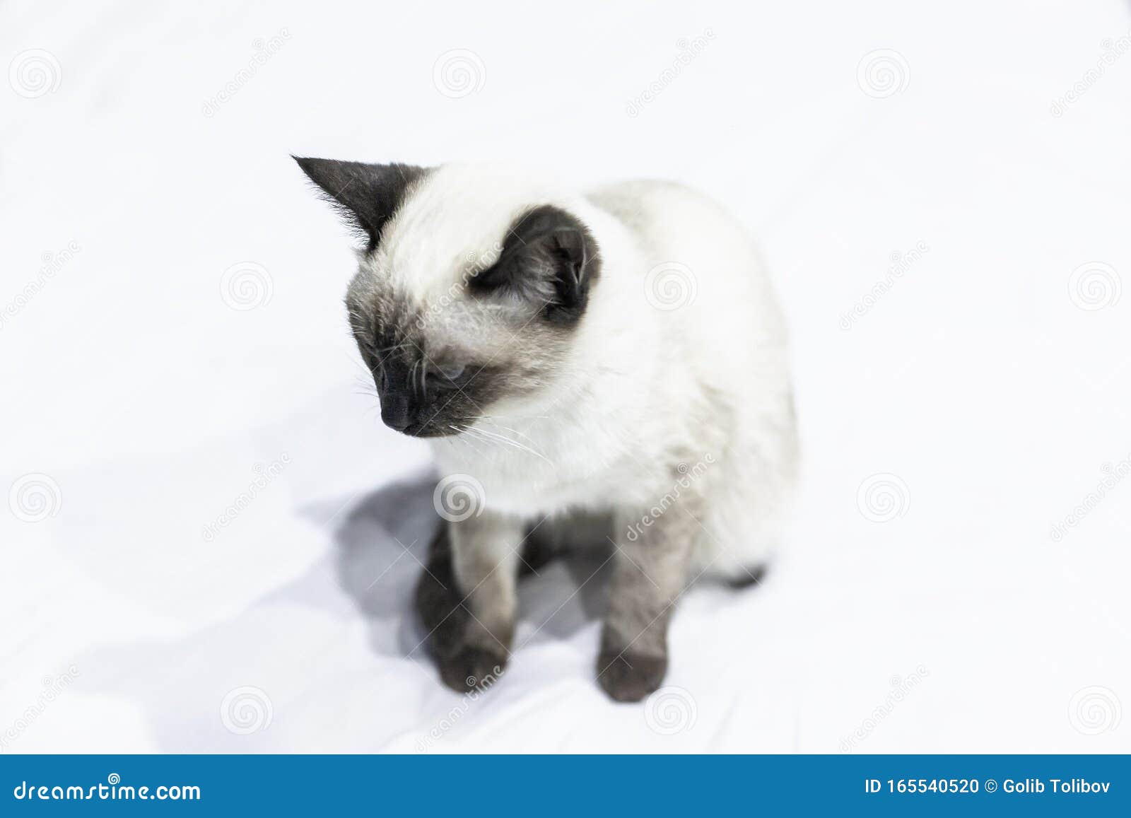 Exotic Siamese cat stock photo. Image of blue, regal - 165540520