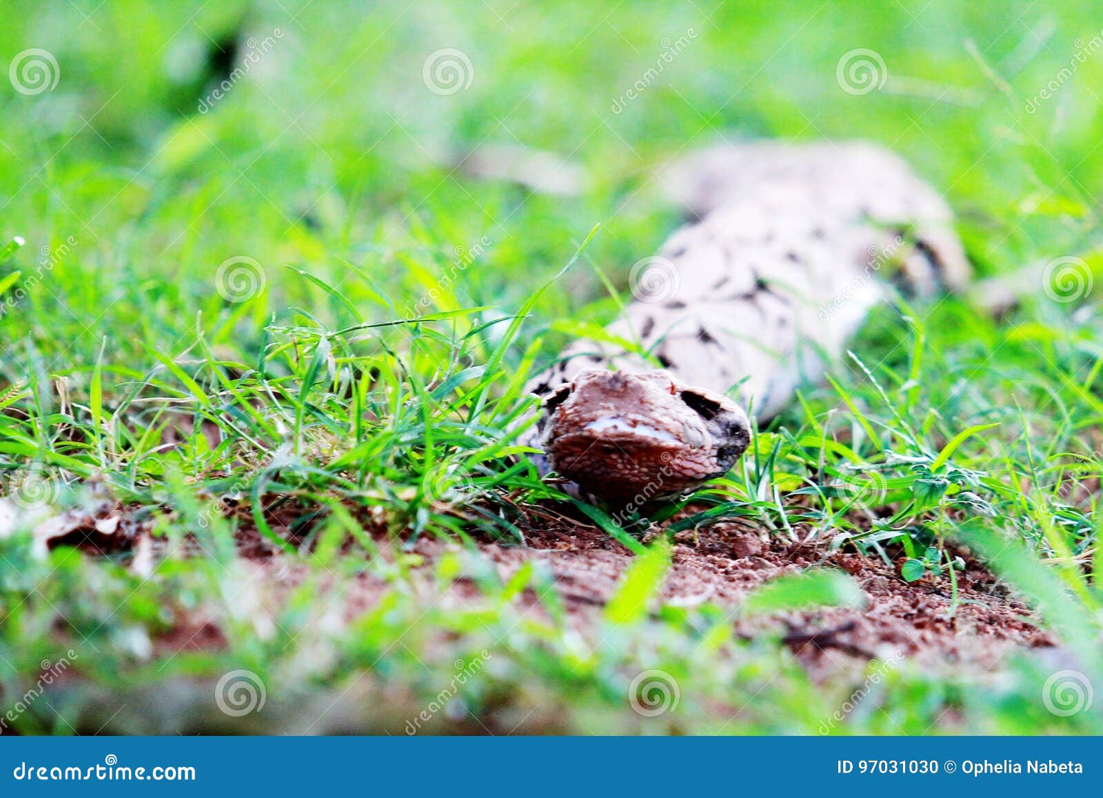 Exotic snake in the grass stock photo. Image of slithering - 97031030