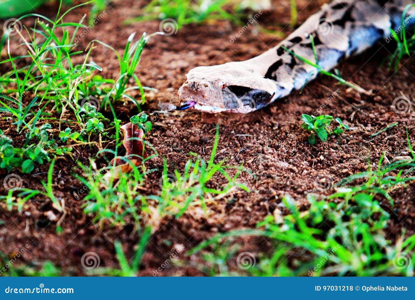 Exotic snake in the grass stock photo. Image of slithering - 97031218