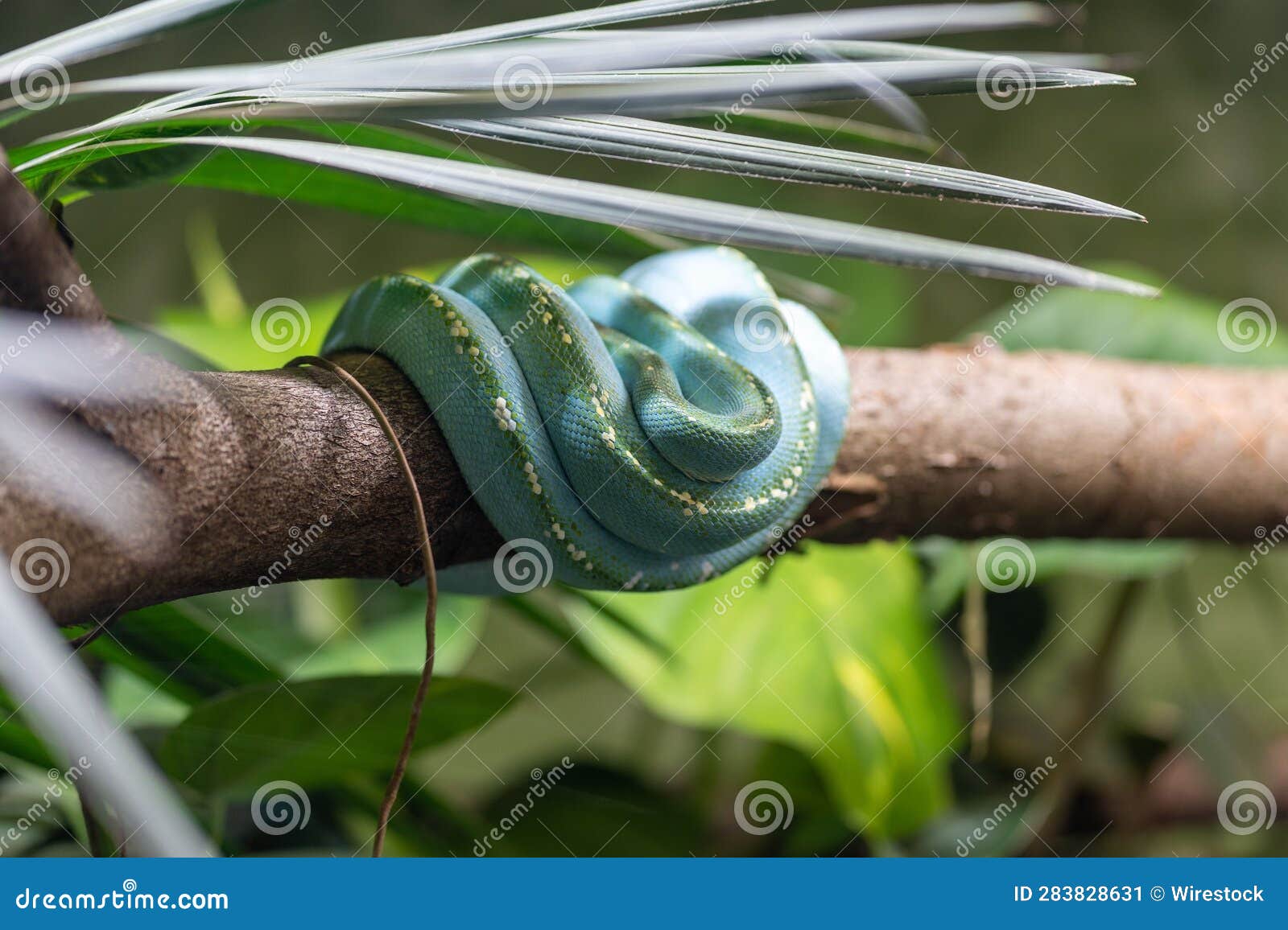 Exotic Snake Perched on a Tree Branch Surrounded by Lush Palm Leaves in ...