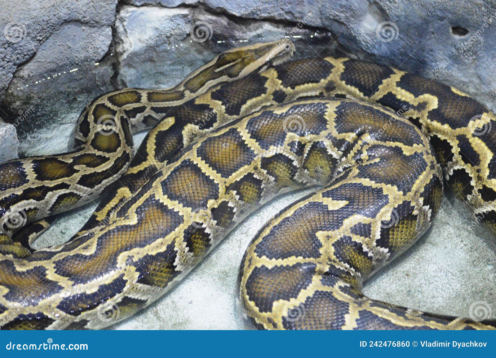 Exotic snakes in nature stock photo. Image of head, exotic - 242476860