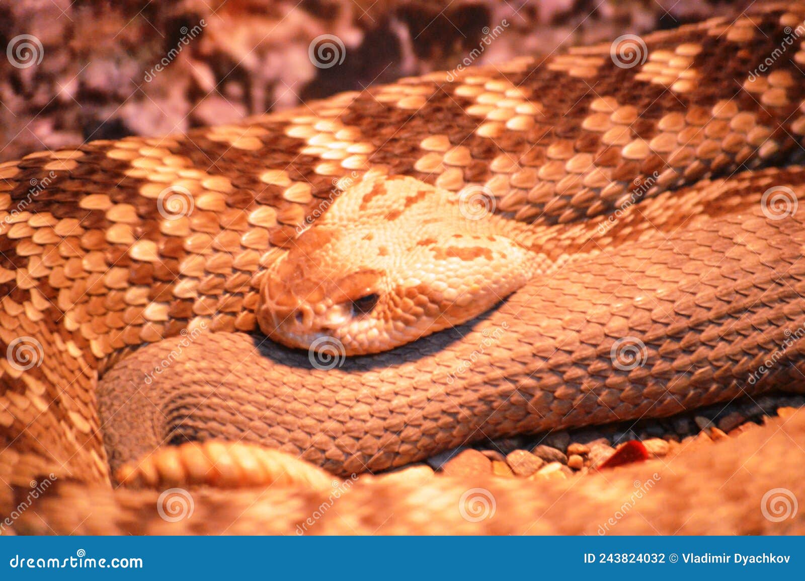 Exotic snakes stock photo. Image of brazilian, american - 243824032