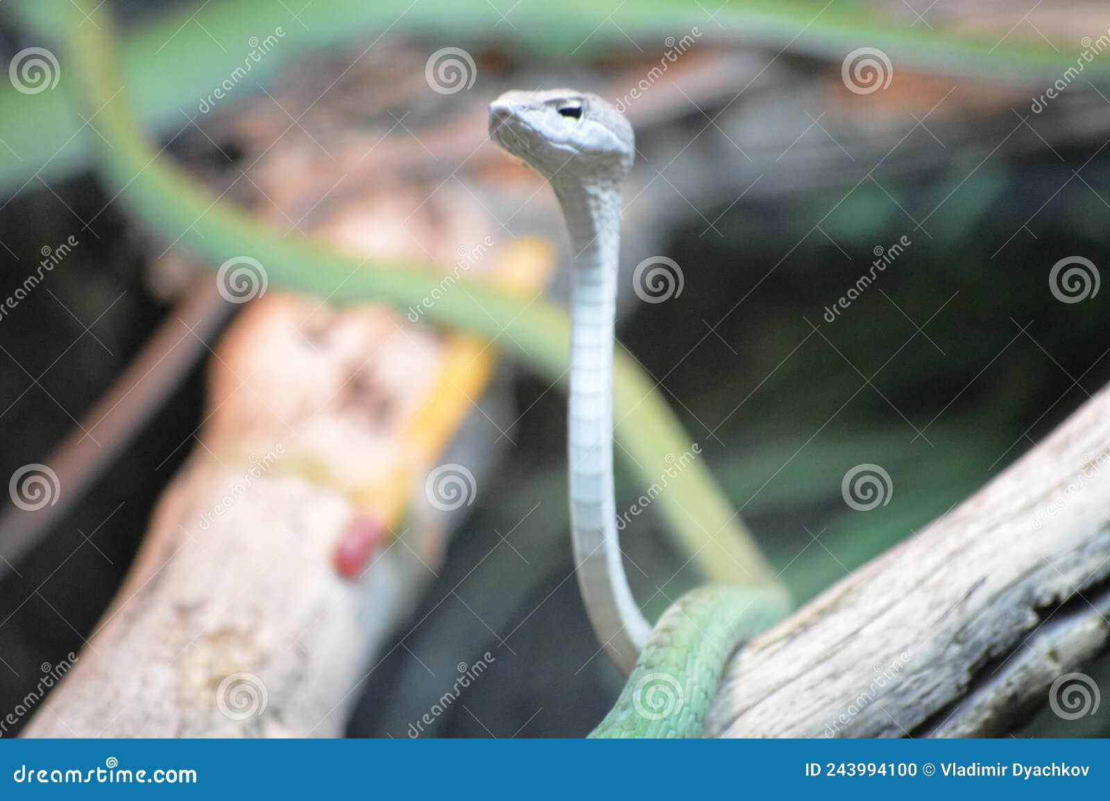 Exotic snakes stock photo. Image of creature, macro - 243994100
