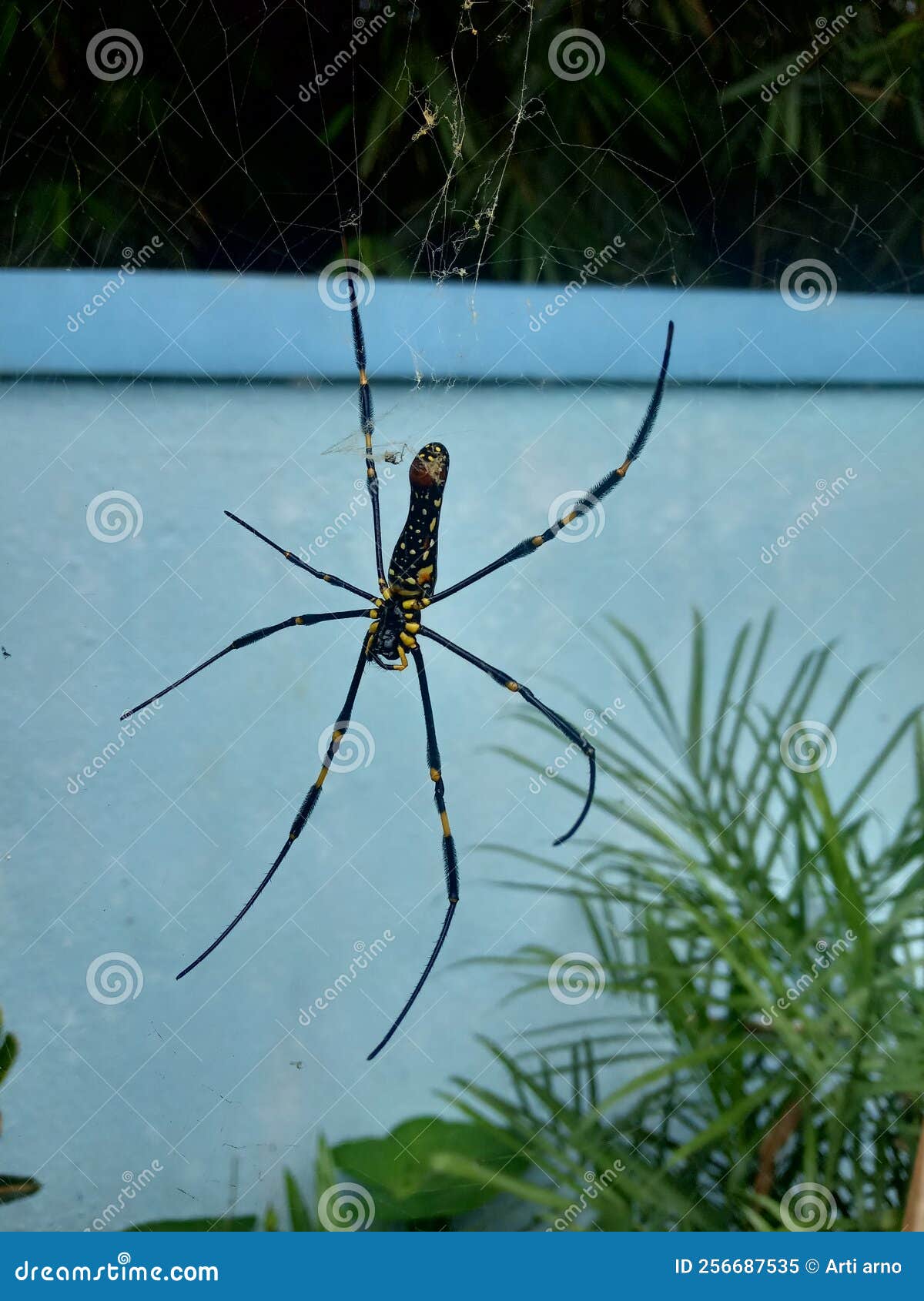 Exotic Spider with a Thin and Strong Web Charm Stock Image - Image of ...