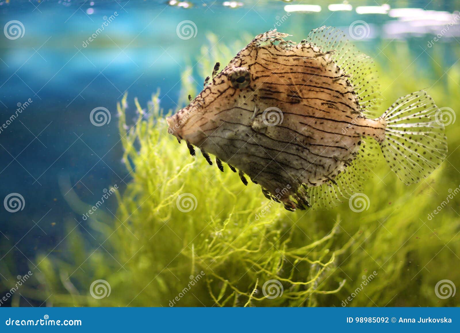 Exotic spotted fish stock photo. Image of life, spots - 98985092